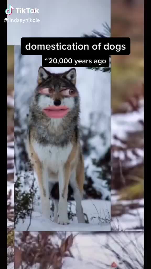 Domestication of Dogs - TikTok I domestication of dogs ~20,000 years ...