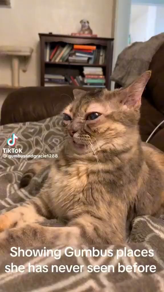 Sf TikToK gumbusandgracie12B8 Showing Gumbus places she has never seen ...