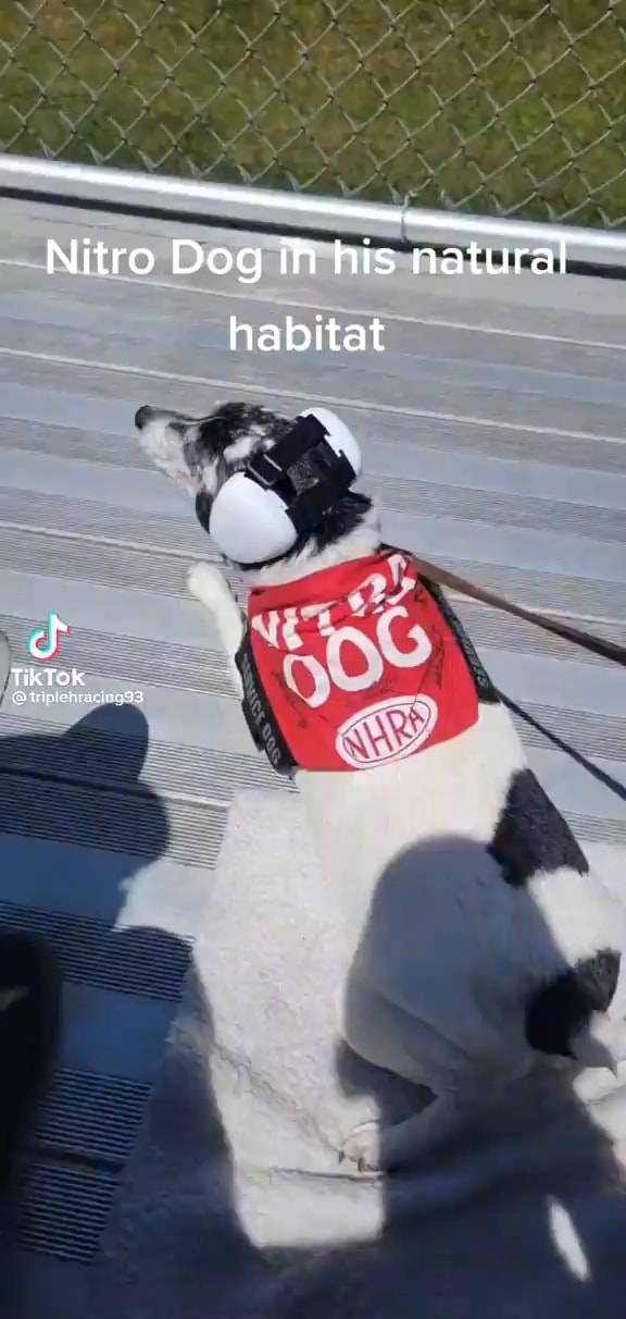 Nitro Dog ih his natural habitat Tik Tok - iFunny