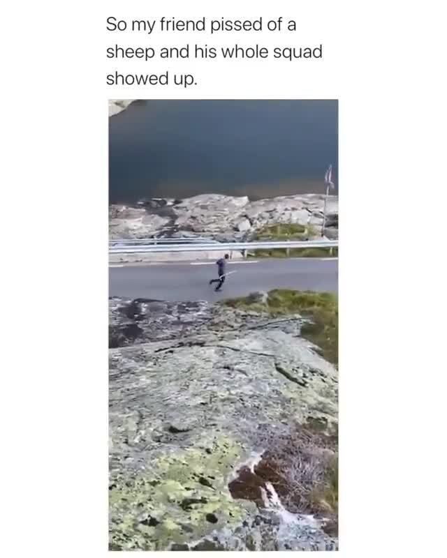 So my friend pissed of a sheep and his whole squad showed up. - iFunny