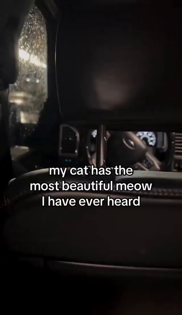 My cat has the most beautiful meow I have ever heard - iFunny