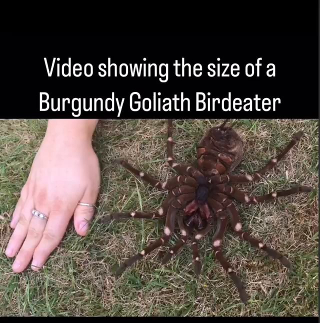 Video showing the size of a Burgundy Goliath Birdeater - iFunny