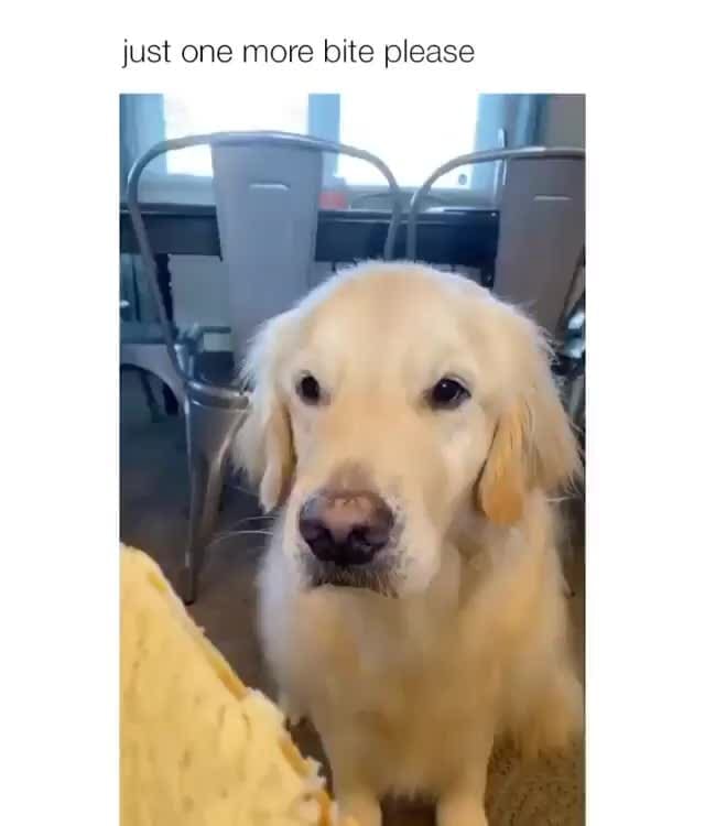 Just one more bite please - iFunny