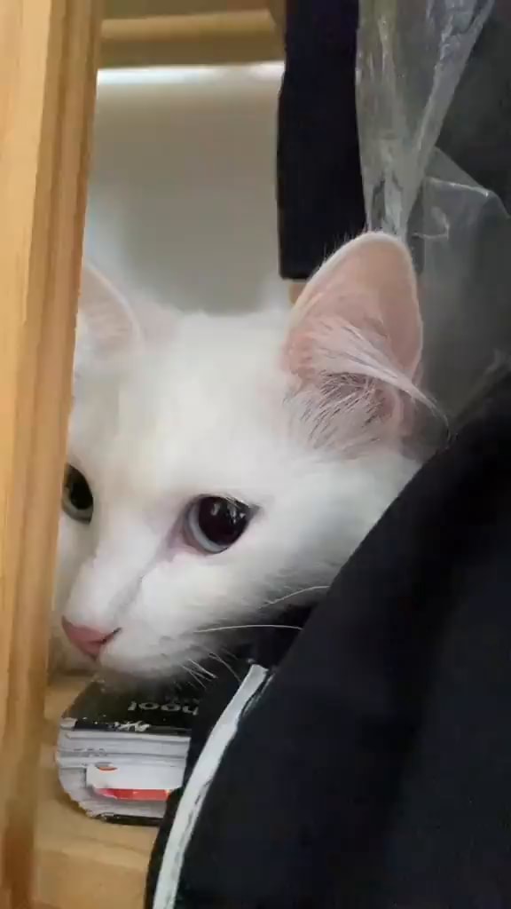 Light Fury and Toothless 📹 @akaza.sct - #cat #derp #cute #yinandyang # ...