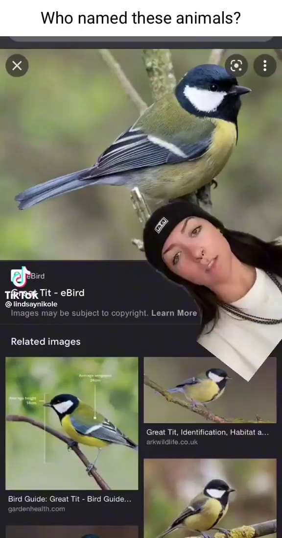 Who named these animals? x + @R: ad = Tit - eBird @lindsaynikole Images ...