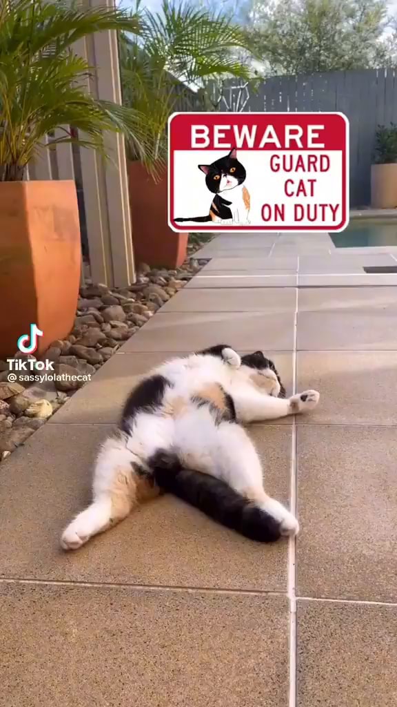 BEWARE GUARD CAT - iFunny