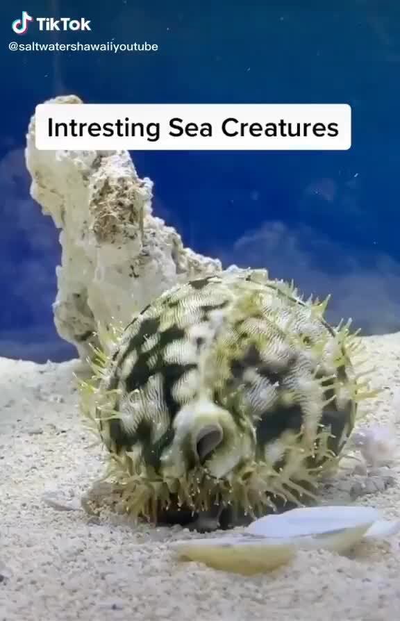 TikTok @saltwatershawaiiyoutube Intresting Sea Creatures - iFunny