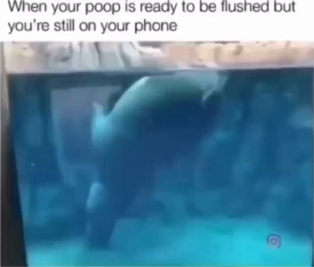 When your poop is ready to be flushed but you're still on your phone ...