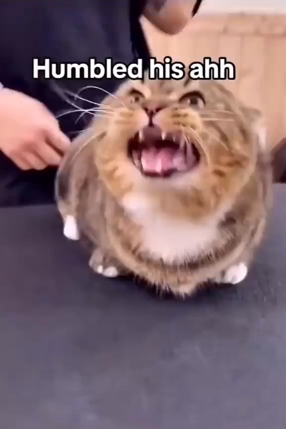 Humbled his ahh - iFunny