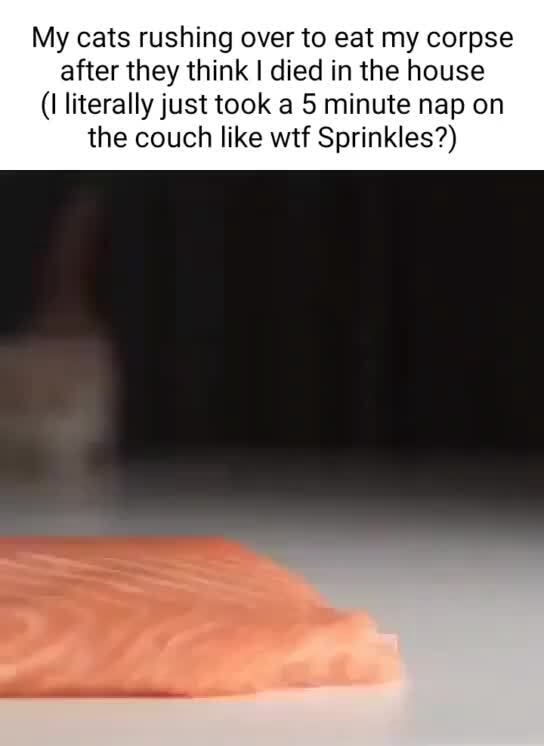 My cats rushing over to eat my corpse after they think I died in the ...