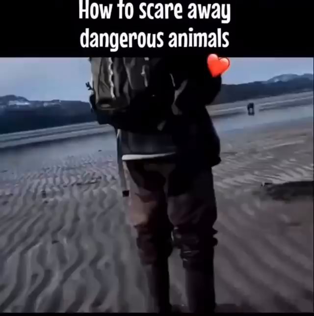 HOw scare away dangerous animals - iFunny