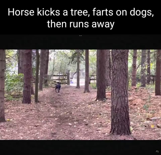 Horse kicks a tree, farts on dogs, then runs away - iFunny