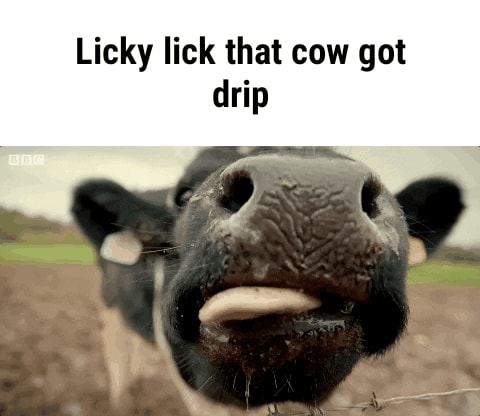 Licky lick that cow got - iFunny