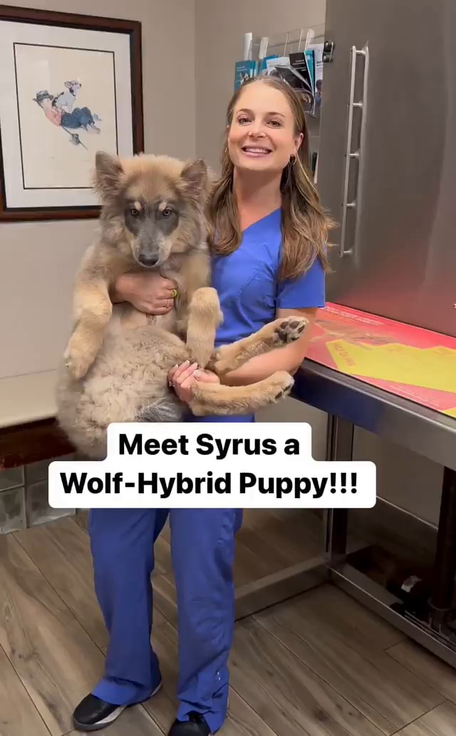 Meet Syrus a Wolf-Hybrid Puppy!!! - iFunny