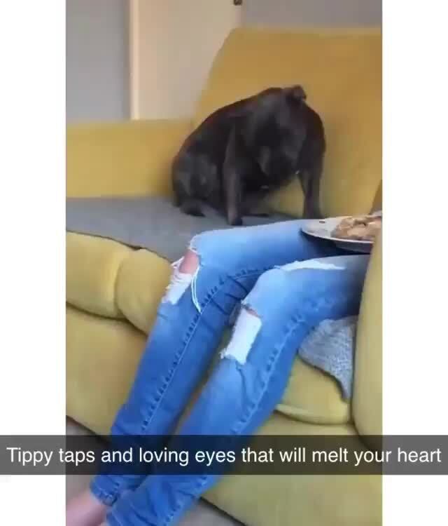 Tippy taps and loving eyes that will melt your heart - iFunny
