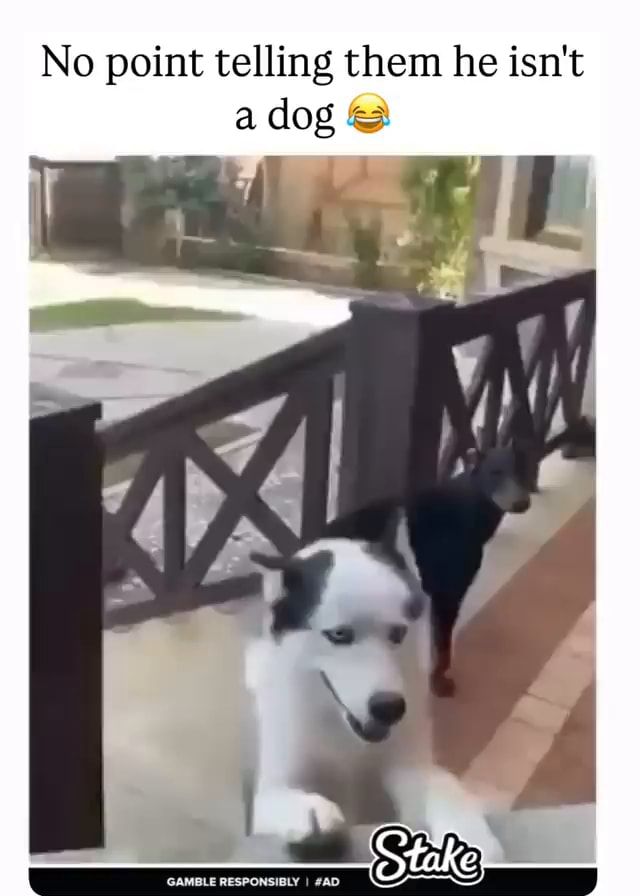 No point telling them he isn't a dog - iFunny