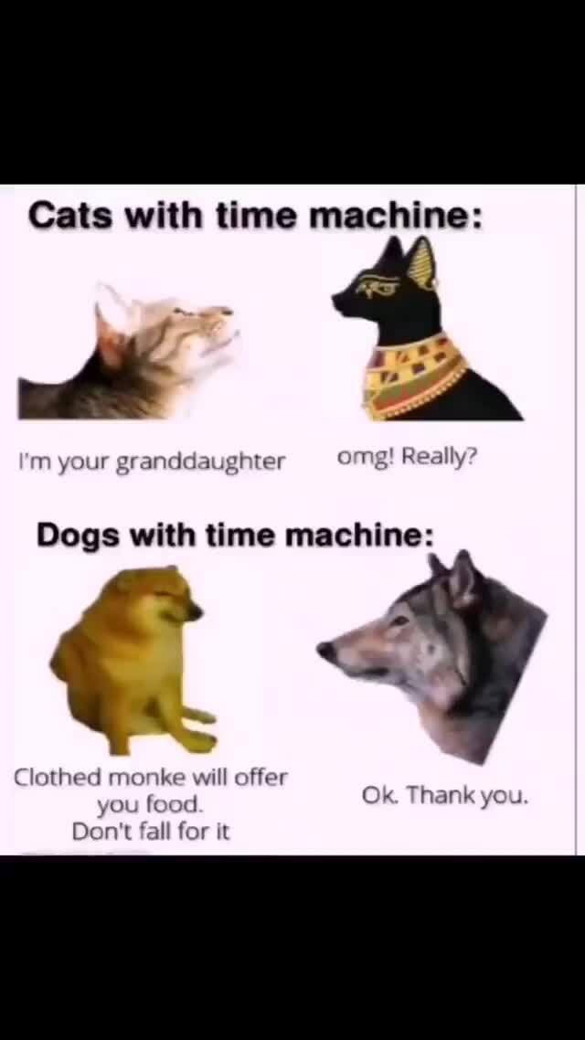 Cats with time machine: m your granddaughter omg! Really? Dogs with ...