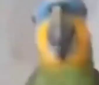 Memes de vídeo YlLJU5kbA por carlinhos_bosta - iFunny Brazil