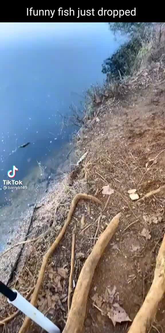 Ifunny fish just dropped Tik TOK - iFunny