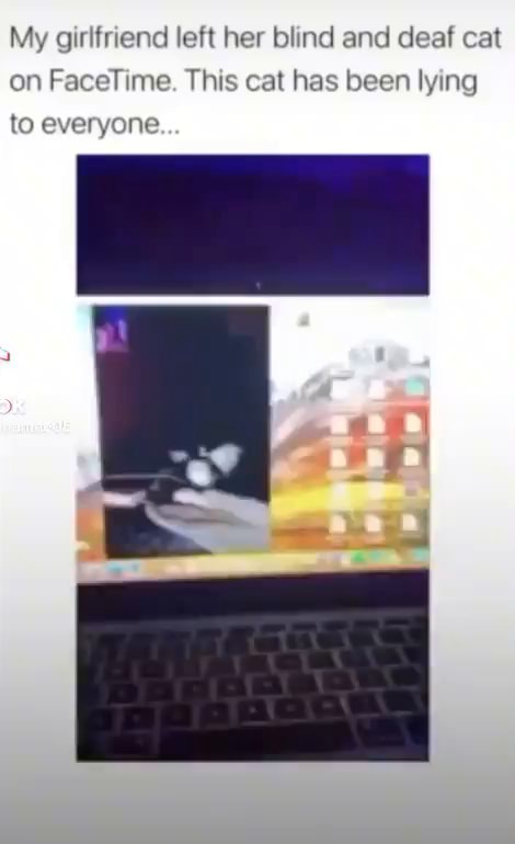 My girlfriend left her blind and deaf cat on FaceTime. This cat has ...