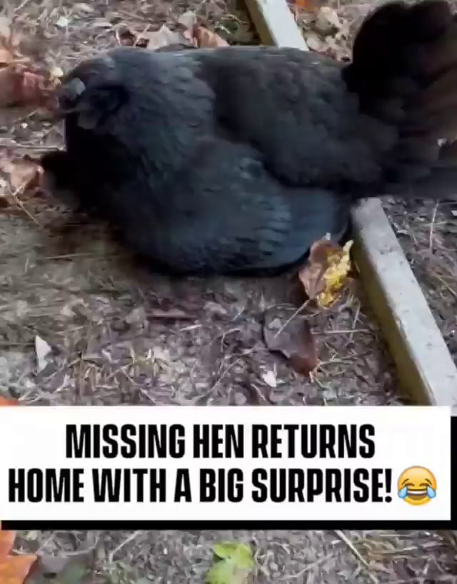 Of MISSING HEN RETURNS HOME WITH BIG SURPRISE! = - iFunny