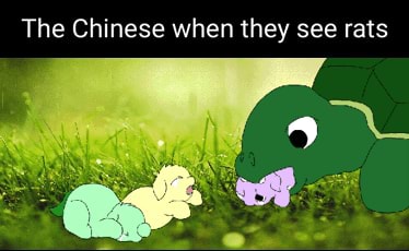 The Chinese when they see rats - iFunny