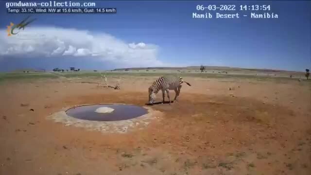 Gassy Hartmann's Mountain Zebra has a good mudwallow, this time in ...