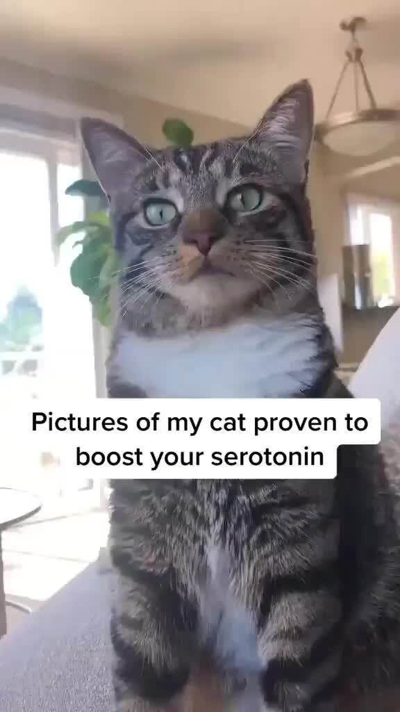Pictures of my cat proven to your serotonin - America’s best pics and ...