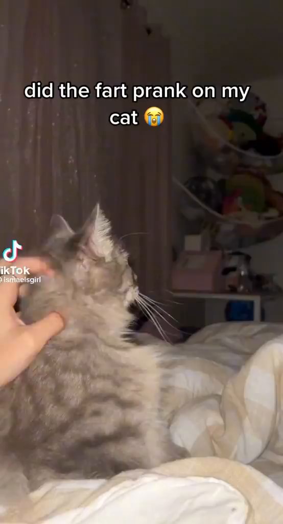 Did the fart prank on my cat - iFunny