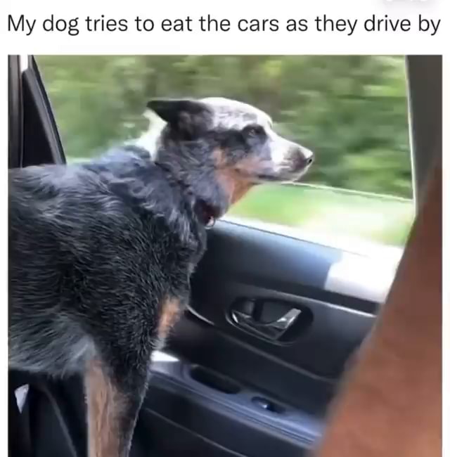 My dog tries to eat the cars as they drive by - iFunny