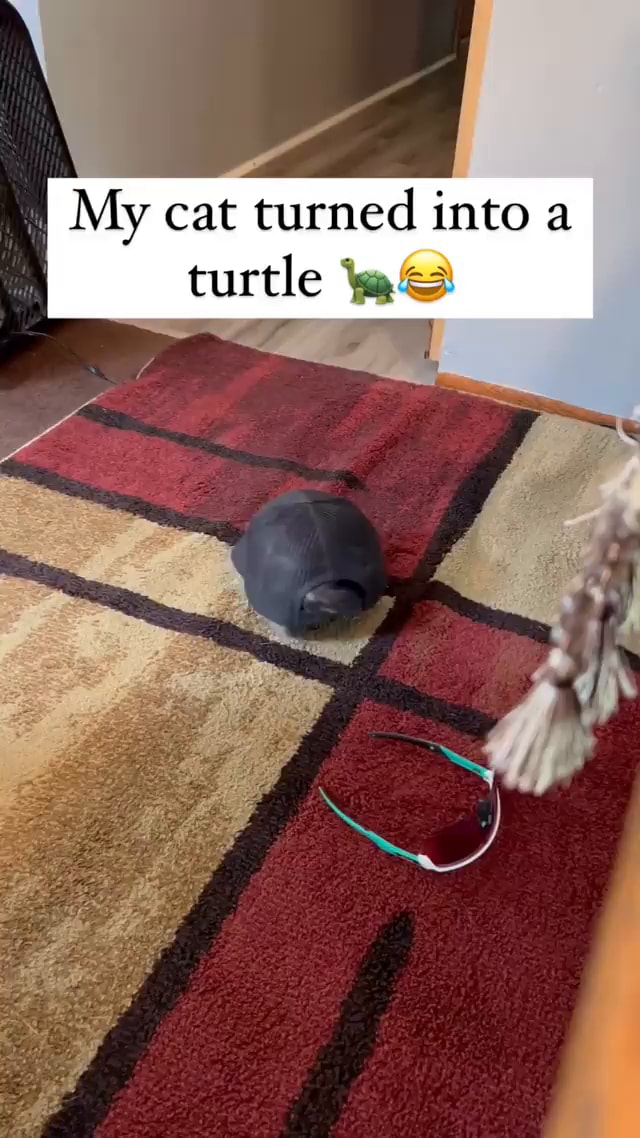 It’s a curtle! 😭 (Viralhog) - #viral #cat #cute #animal #turtle #pets # ...