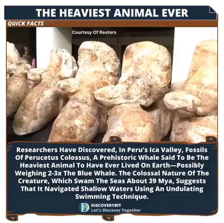 THE HEAVIEST ANIMAL EVER 'QUICK FACTS Researchers Have Discovered, In ...
