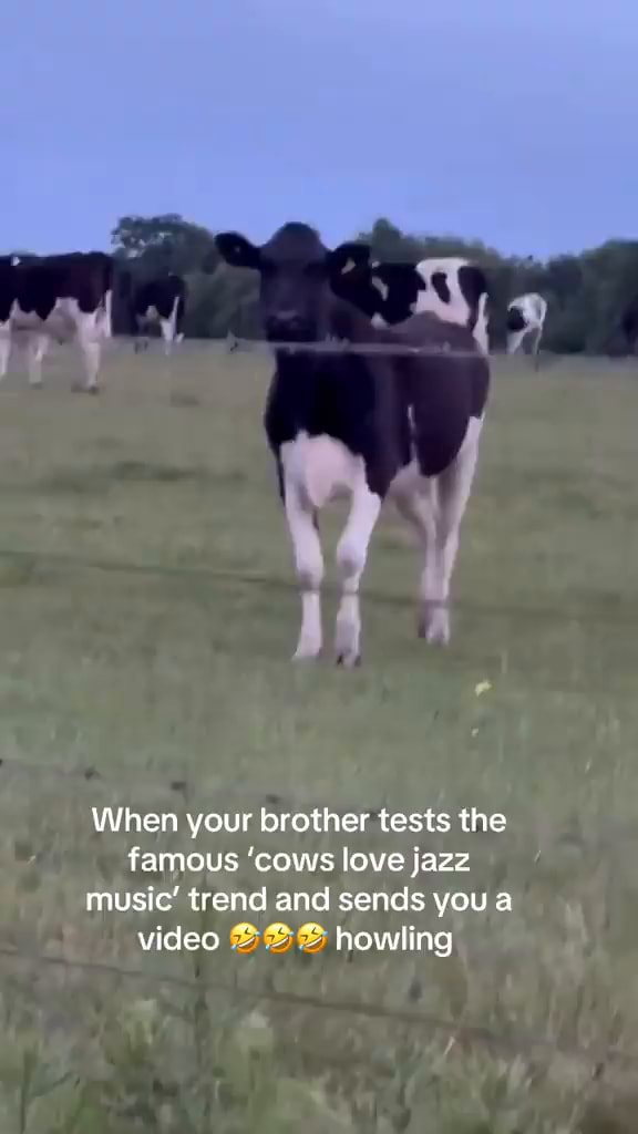 When your brother tests the famous 'cows love jazz music' trend and ...