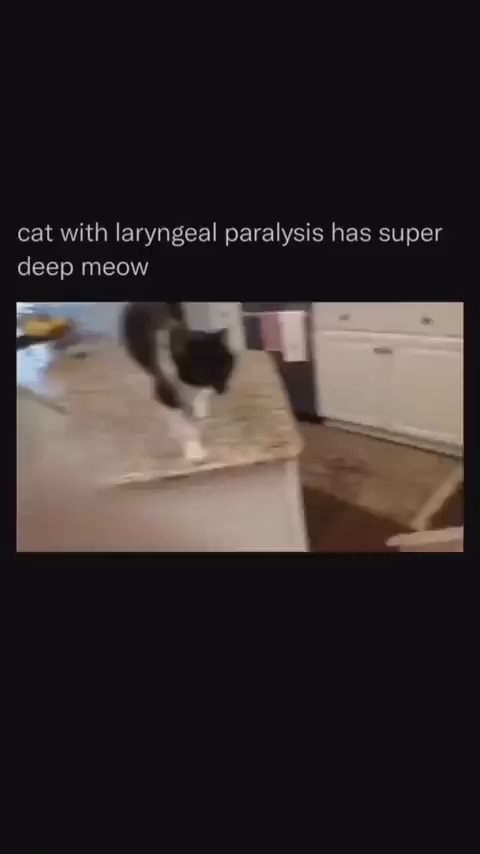 Cat with laryngeal paralysis has super deep meow - iFunny