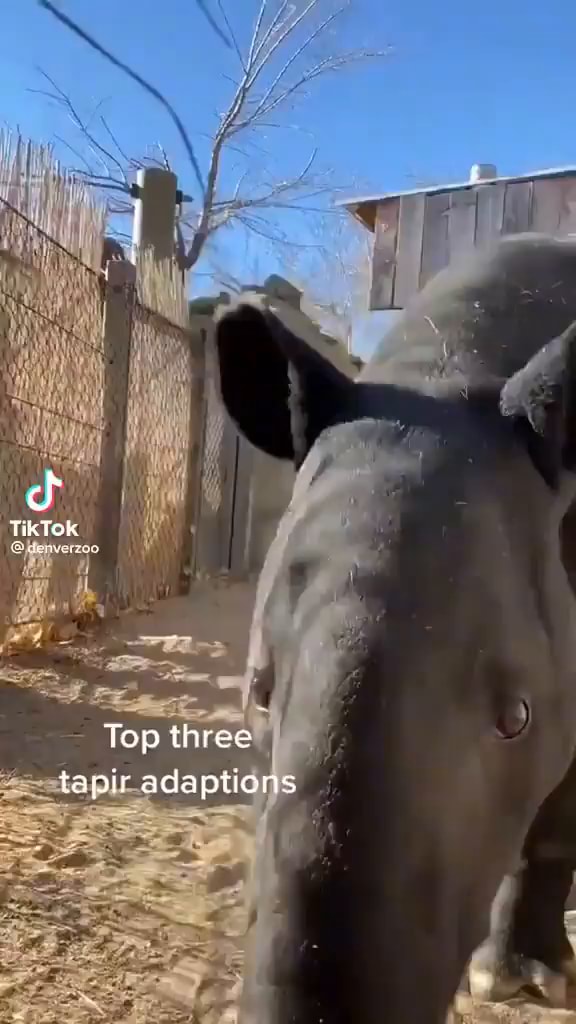 TikTOK Top three tapir adaptions - iFunny