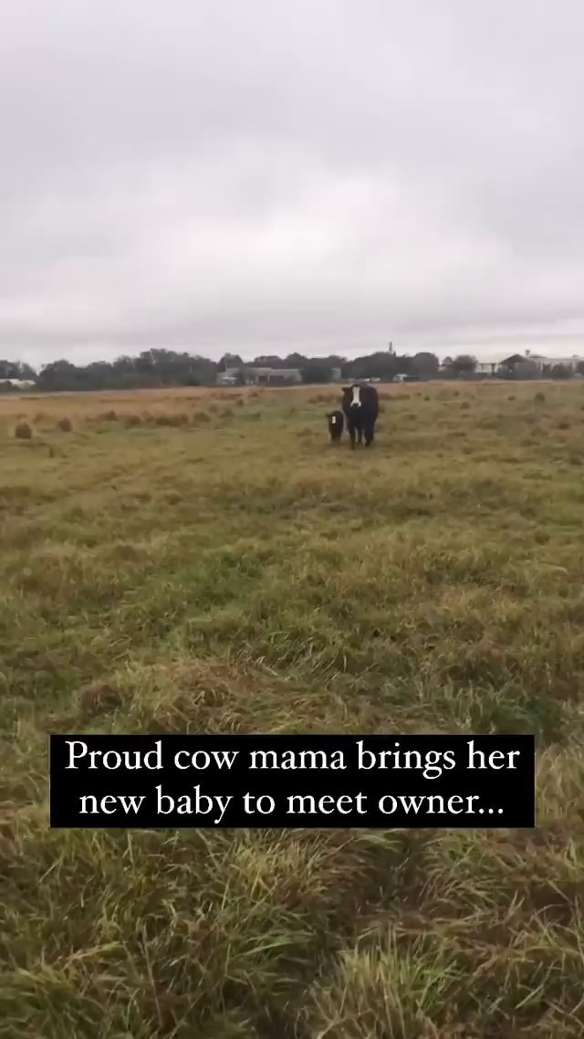 Proud cow mama brings her new baby co meet owner... - iFunny