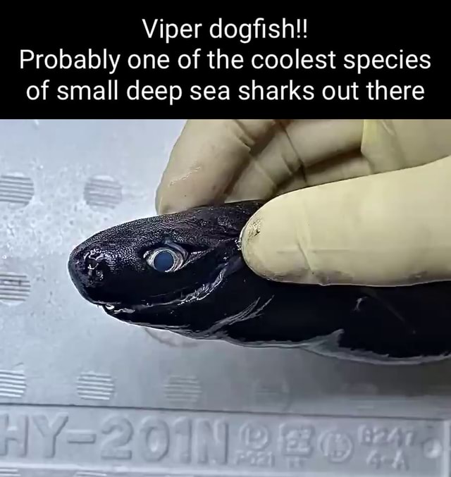 Viper dogfish!! Probably one of the coolest species of small deep sea ...