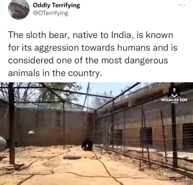 Oddly Terrifying @OTerrifying The sloth bear, native to India, is known ...