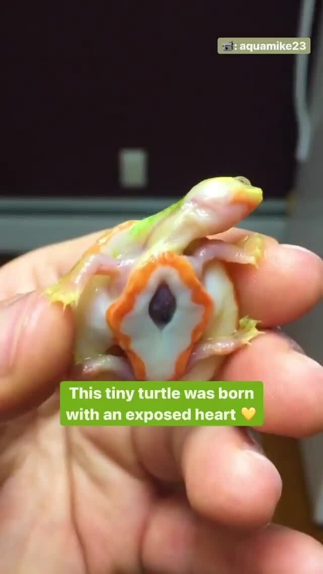 Aquamike23 This tiny turtle was born with an exposed heart - iFunny