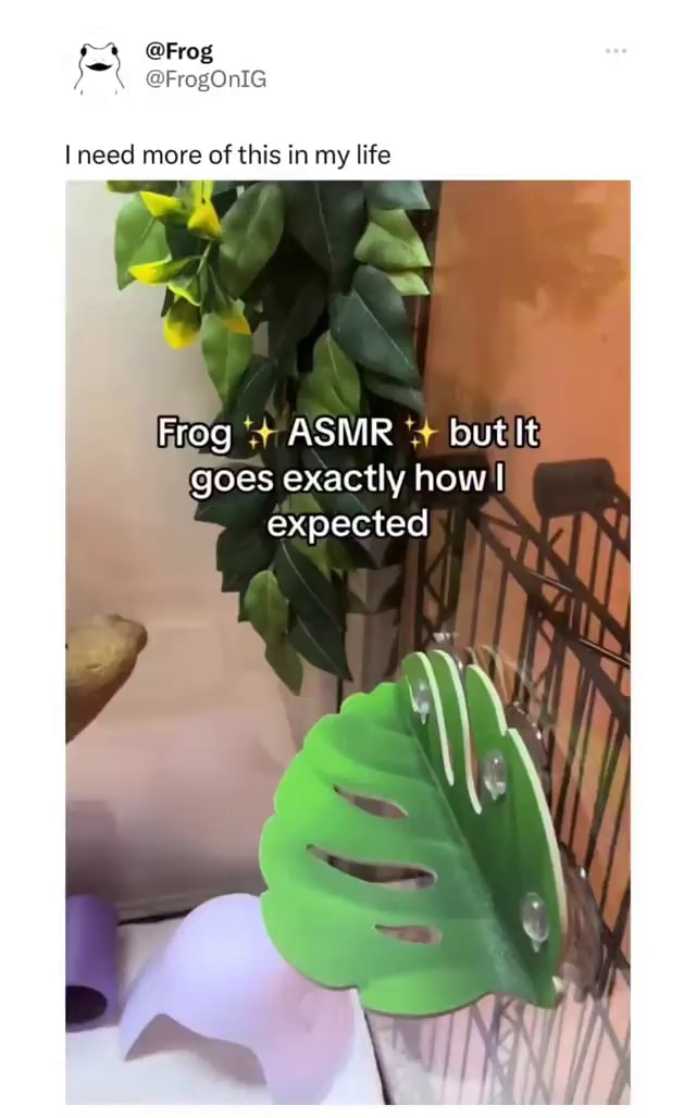 @Frog need more of this in my life Frog ASMR but It goes exactly how I ...