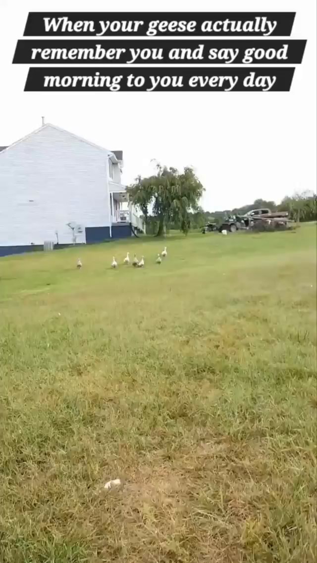 When your geese actually remember you and say good morning to you every ...