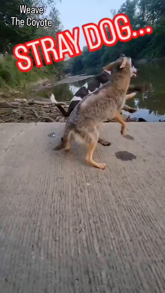 Weave The Coyote - iFunny