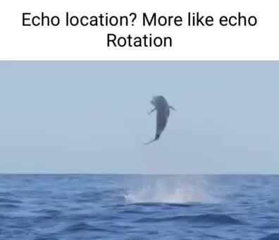 Echo location? More like echo Rotation - iFunny