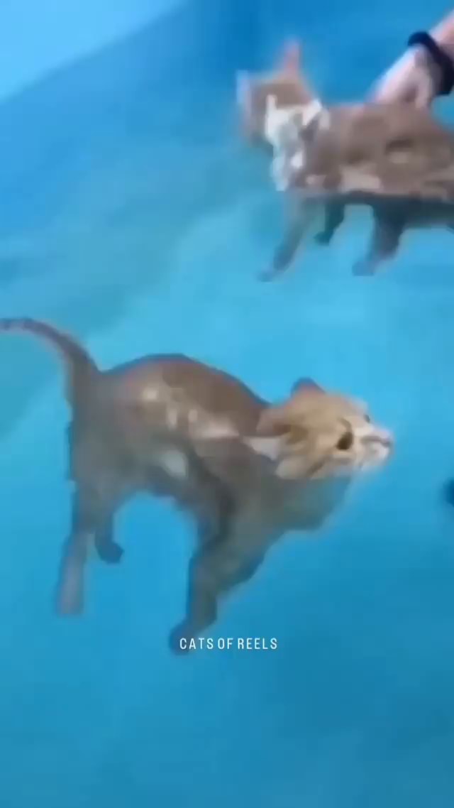 CATS OF REELS - iFunny