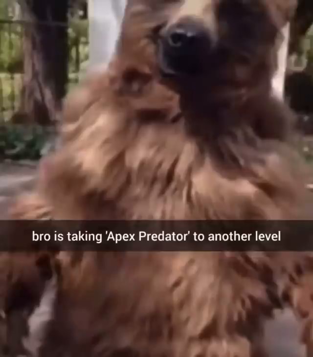 Bro is taking 'Apex Predator' to another level - iFunny