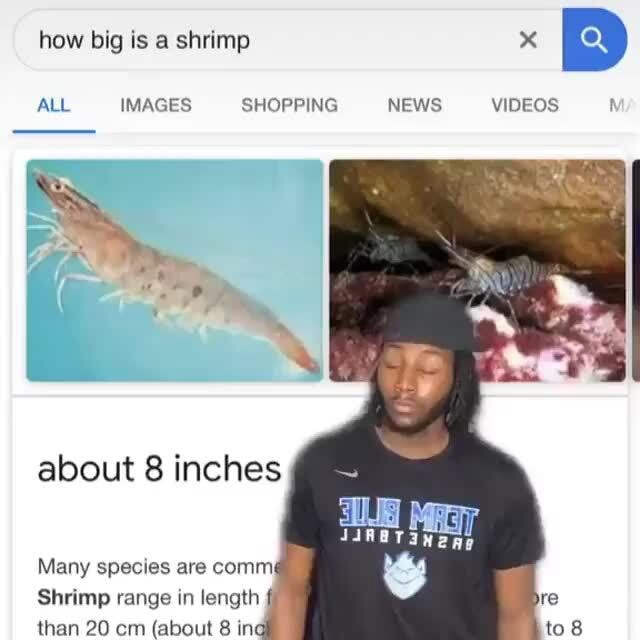 About 8 inches Many species are comm Shrimp range in length - iFunny