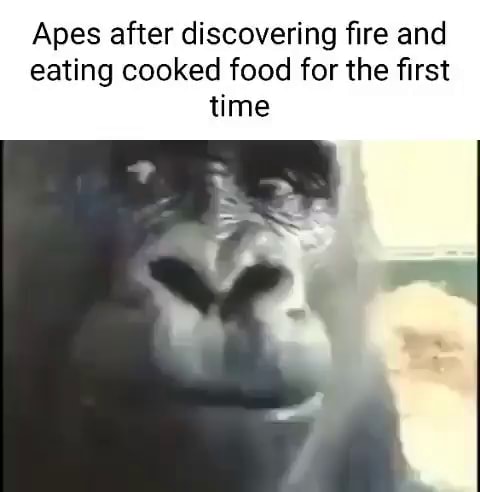 Apes after discovering fire and eating cooked food for the first time ...