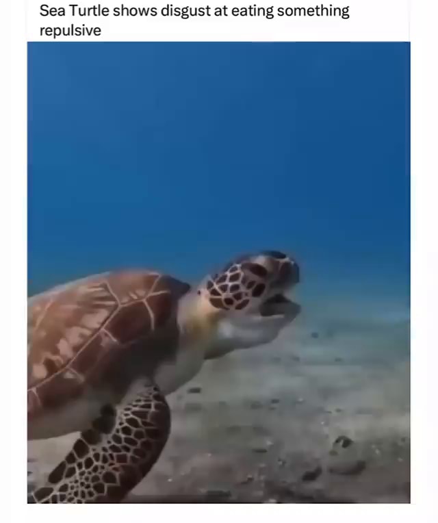 Sea Turtle shows disgust at eating something repulsive - iFunny