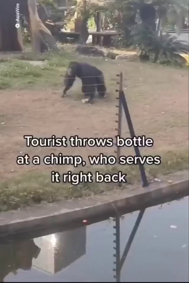 Tourist throws bottle ata chomp. who serves it right back - iFunny