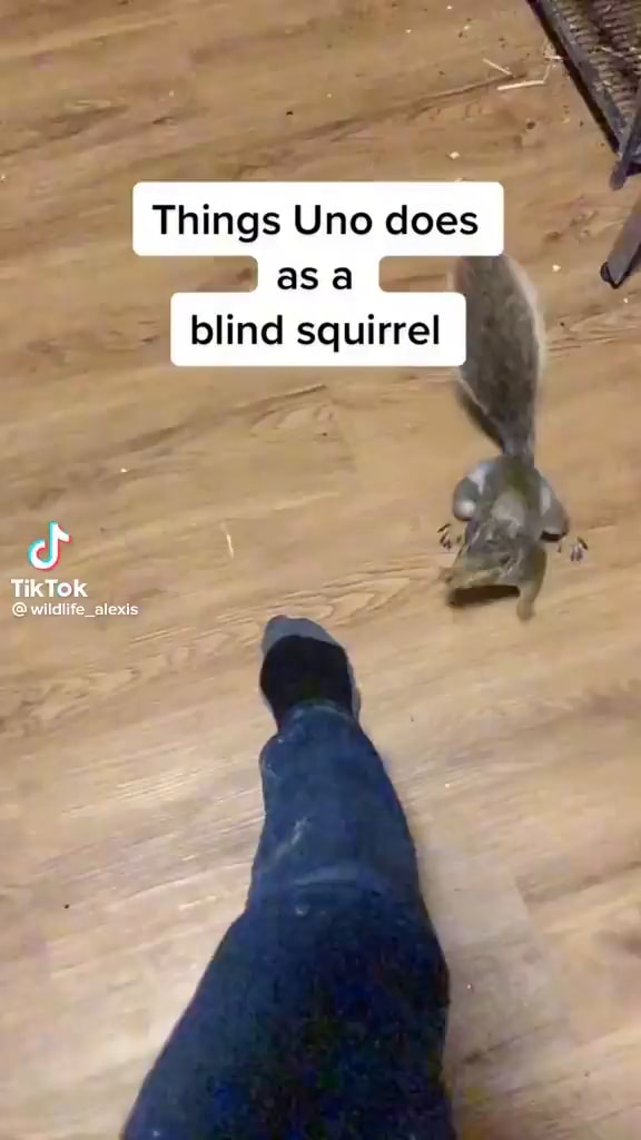Asa blind squirrel TikTok - iFunny